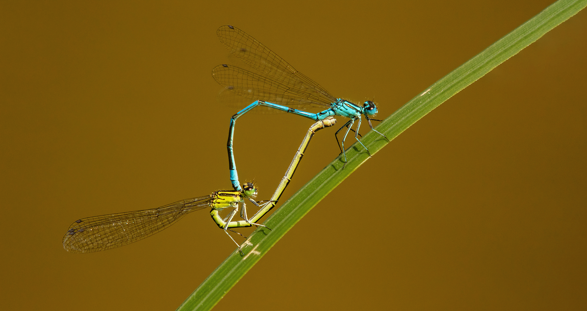 Kleinlibellen Foto & Bild | akt, wasser, licht Bilder auf fotocommunity