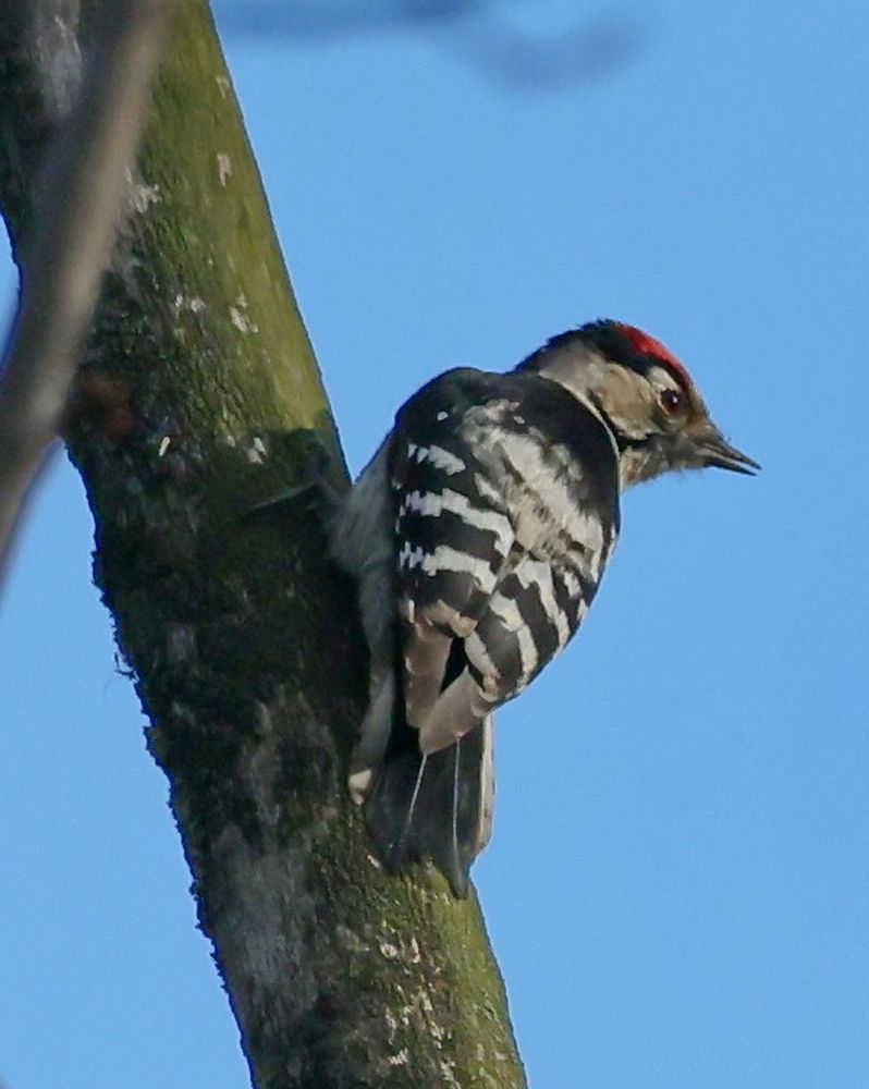 Kleinspecht Foto & Bild | vögel, natur Bilder auf fotocommunity