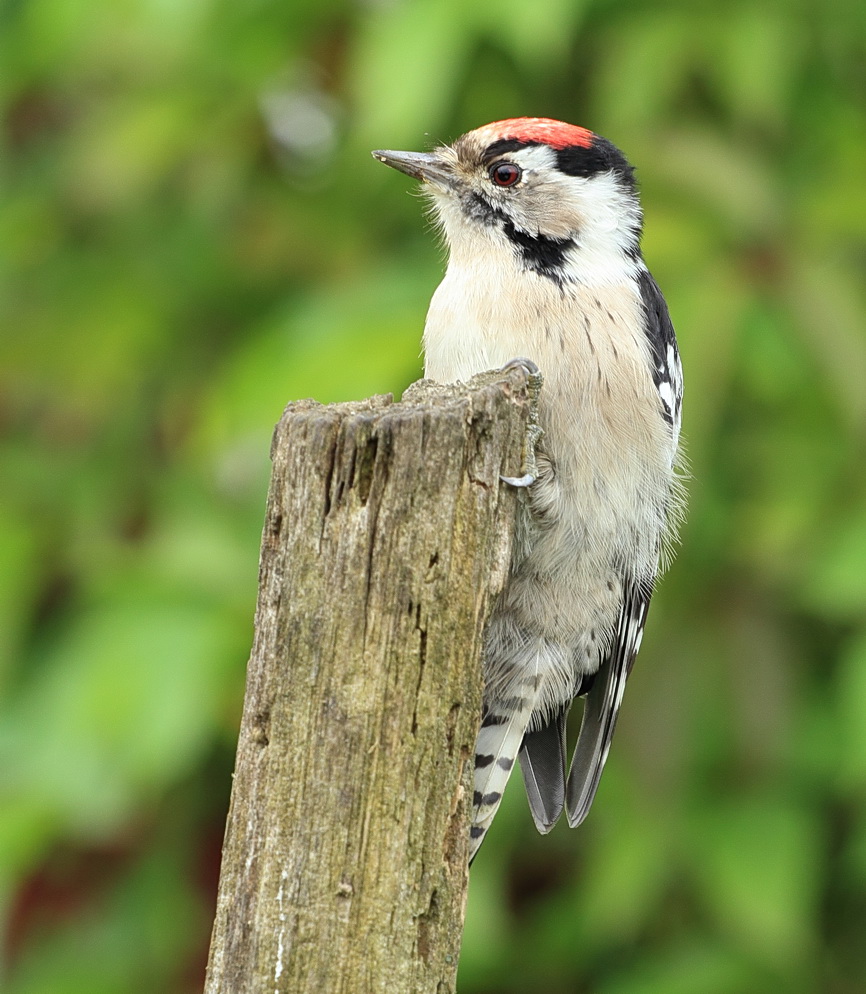 Kleinspecht Foto & Bild | tiere, natur Bilder auf fotocommunity