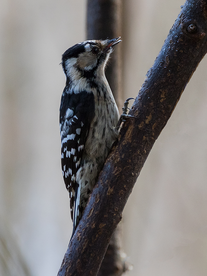 Kleinspecht Foto & Bild | europe, Österreich, tiere Bilder auf ...