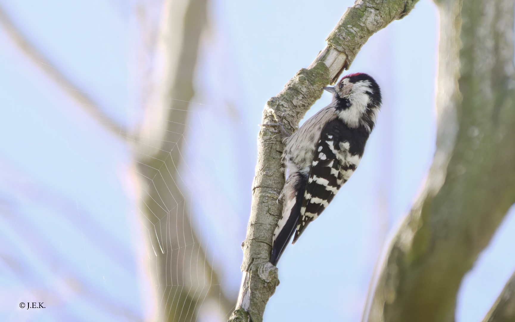 Kleinspecht Foto & Bild | vögel, spechte, kleinspecht Bilder auf ...