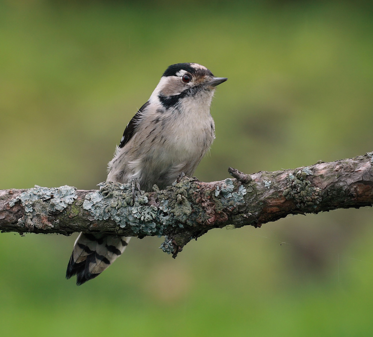 Kleinspecht Foto & Bild | tiere, natur Bilder auf fotocommunity