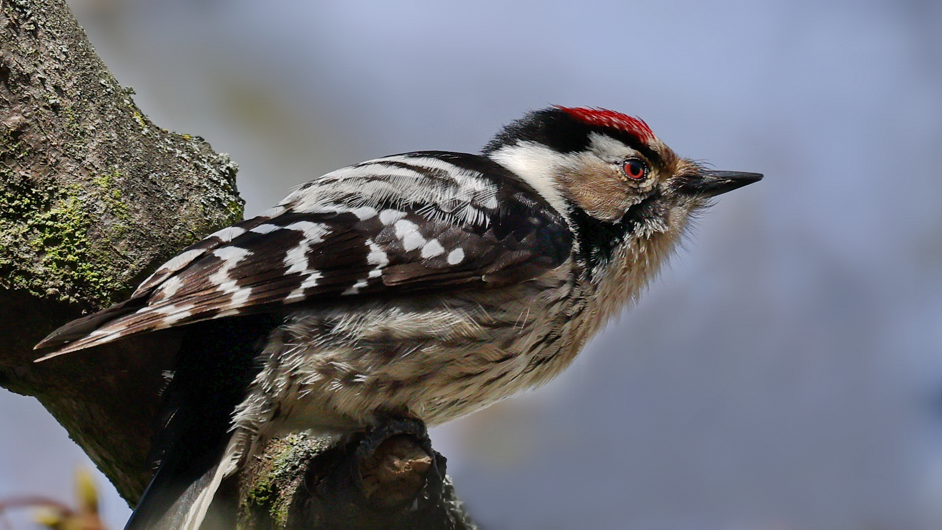 Kleinspecht Foto & Bild | natur, tiere, vögel Bilder auf fotocommunity