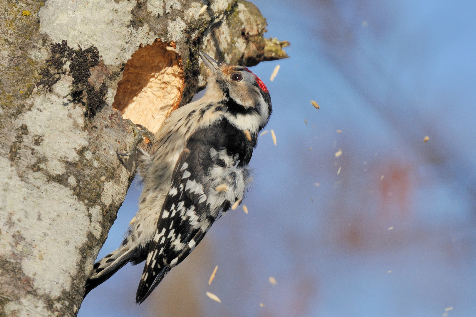 Kleinspecht beim Hausbau Foto & Bild | tiere, wildlife, wild lebende ...