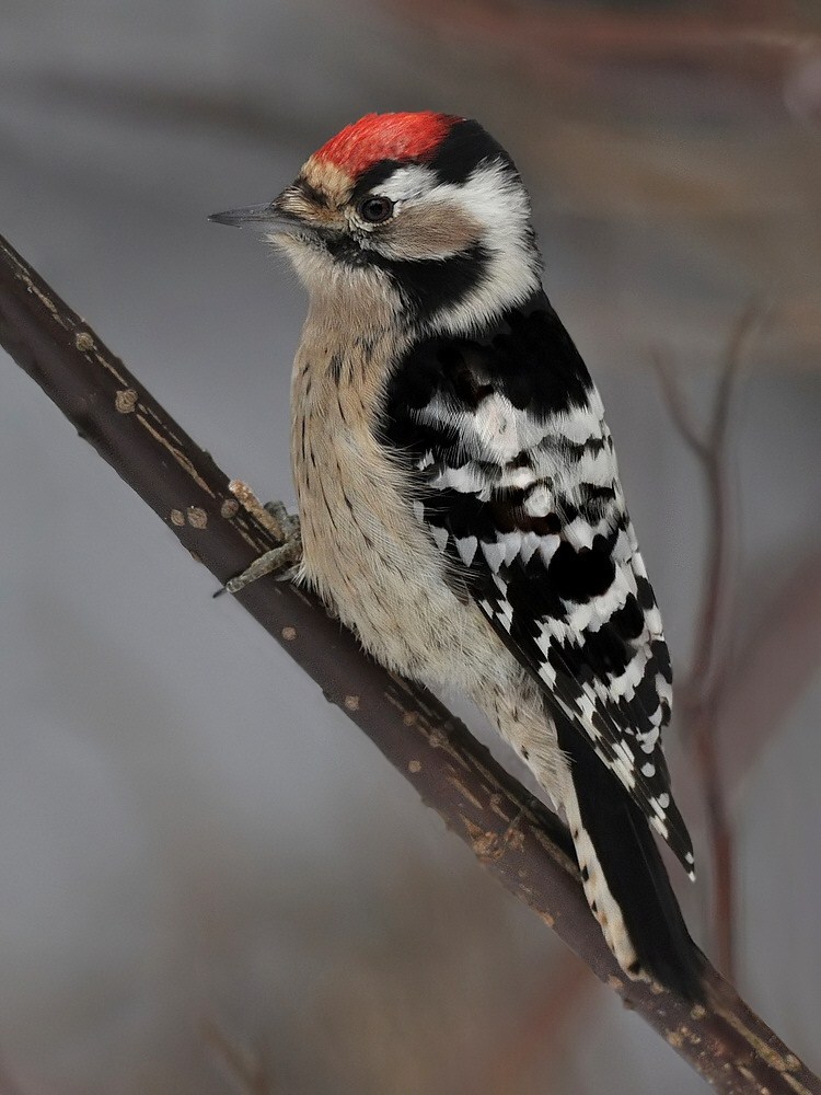Kleinspecht Foto & Bild | tiere, wildlife, wild lebende vögel Bilder ...