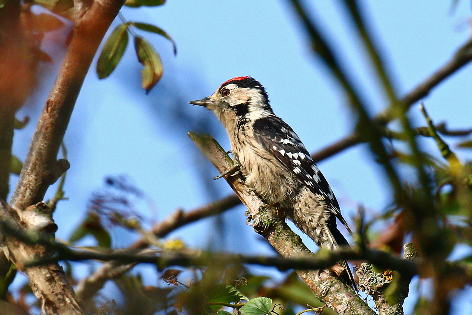 Kleinspecht Foto & Bild | natur, tiere, vögel Bilder auf fotocommunity