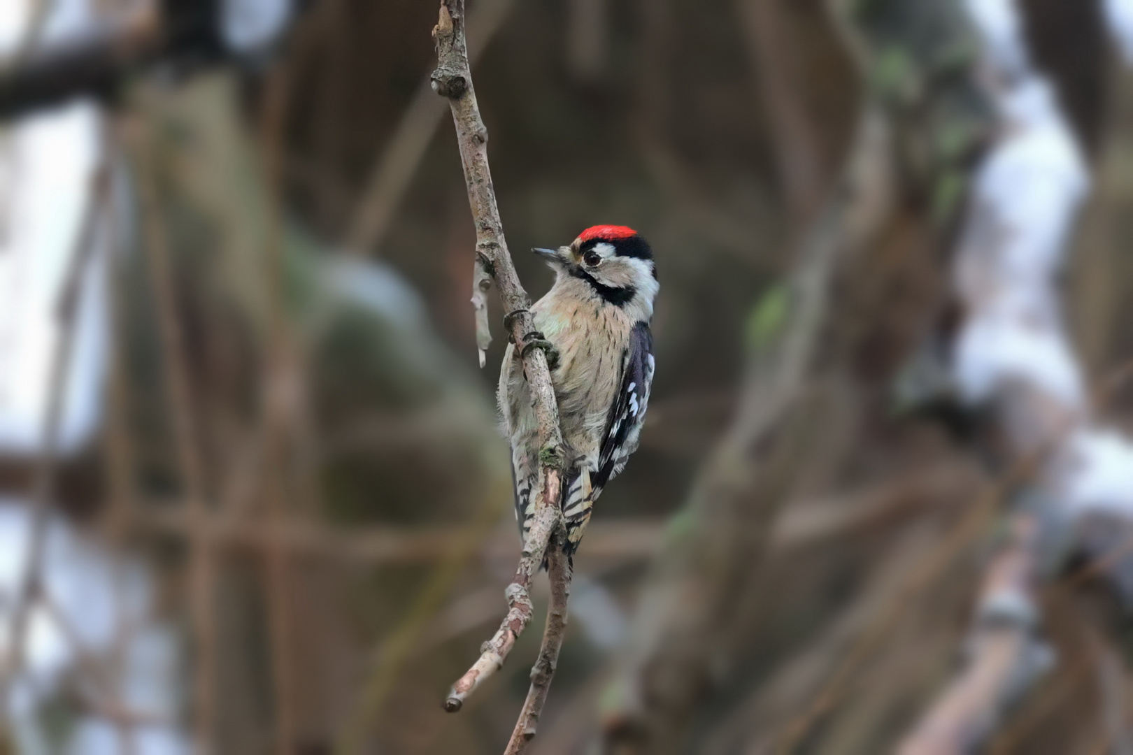 Kleinspecht (Doku) Foto & Bild | natur, tiere, vögel Bilder auf ...
