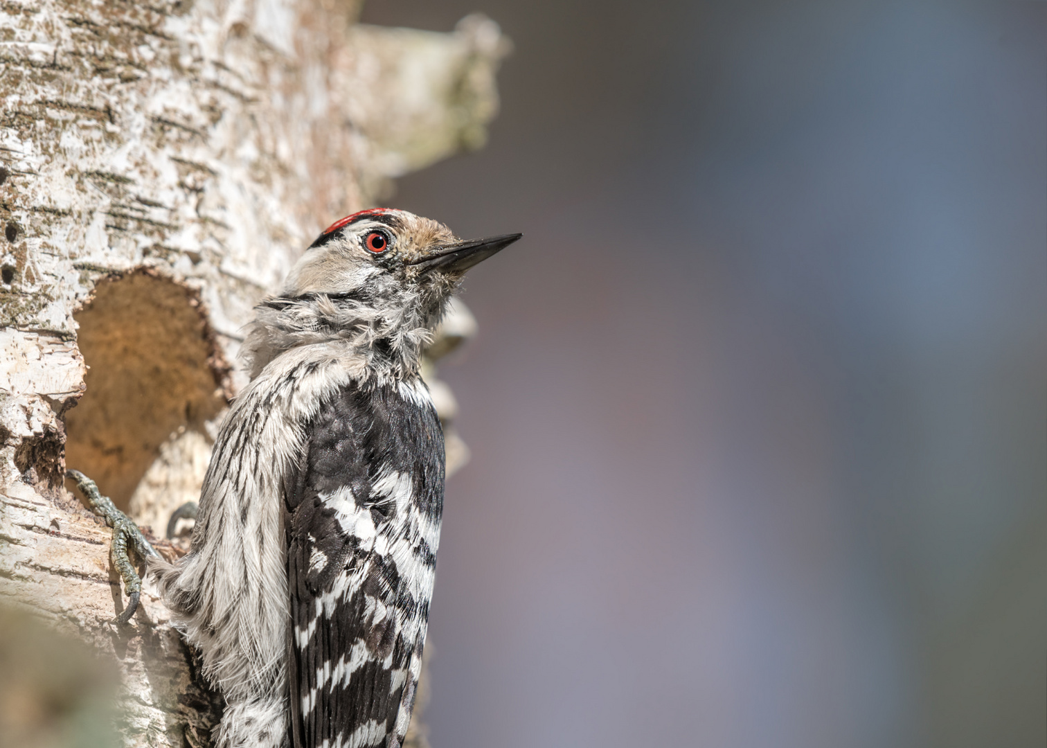 Kleinspecht (Dryobates minor) Foto & Bild | tiere, wildlife, wild ...