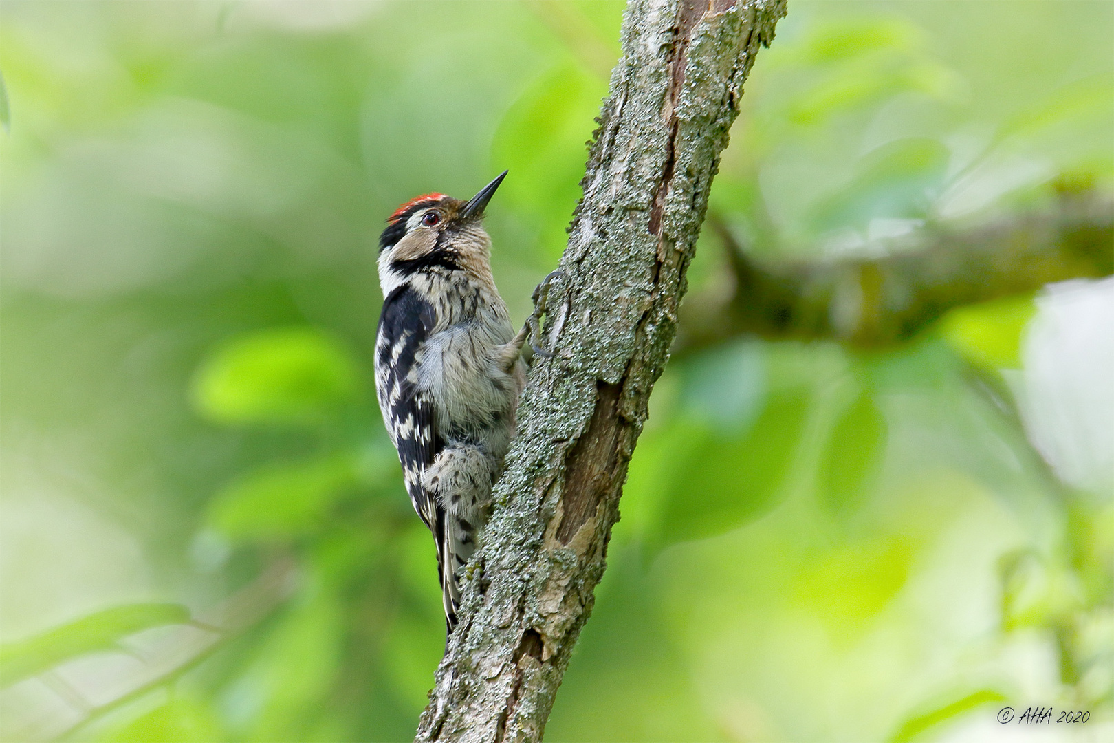 Kleinspecht (Dryobates minor) Foto & Bild | tiere, wildlife, wild ...