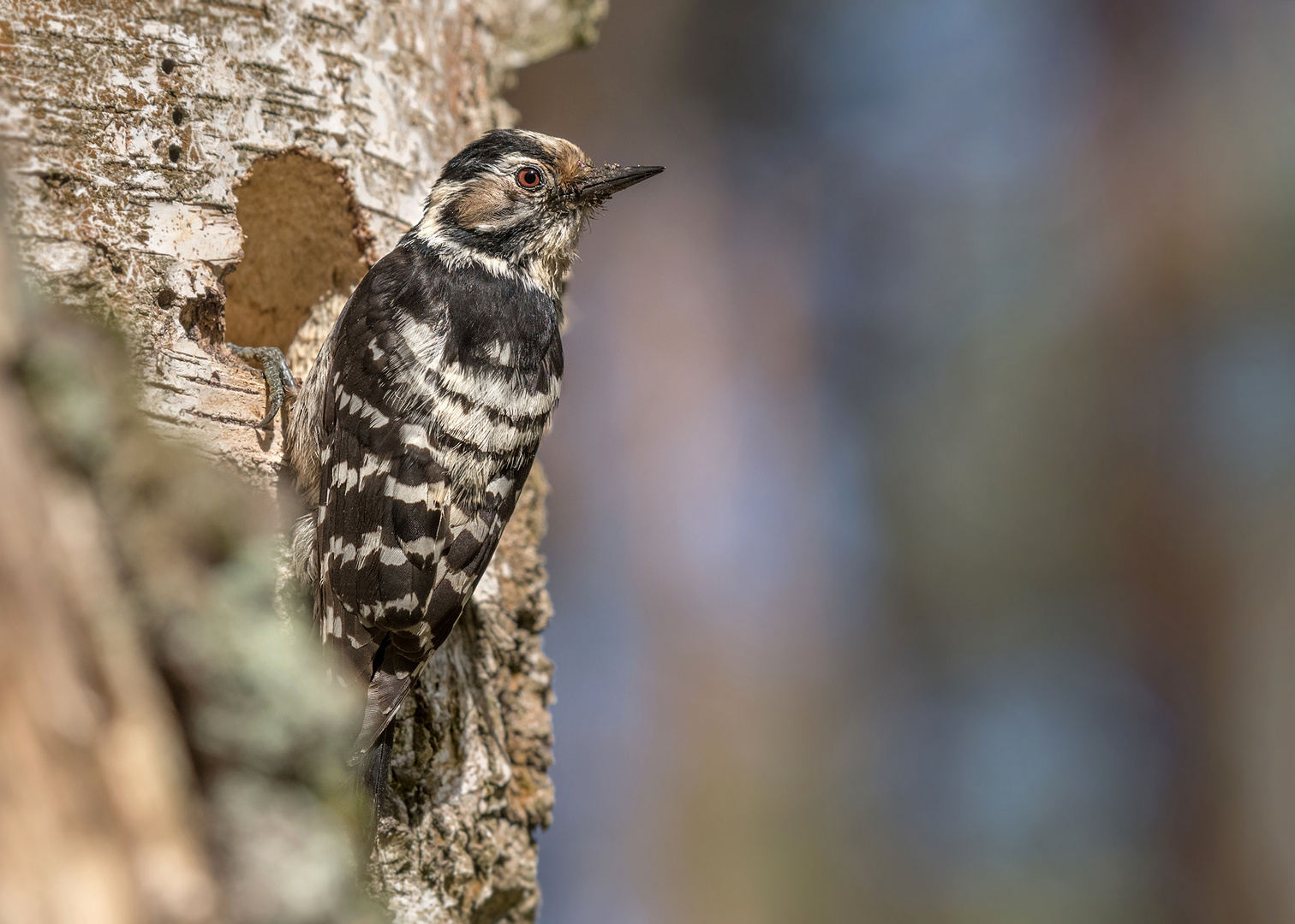 Kleinspecht (Dryobates minor, Syn.: Dendrocopos minor) Foto & Bild ...