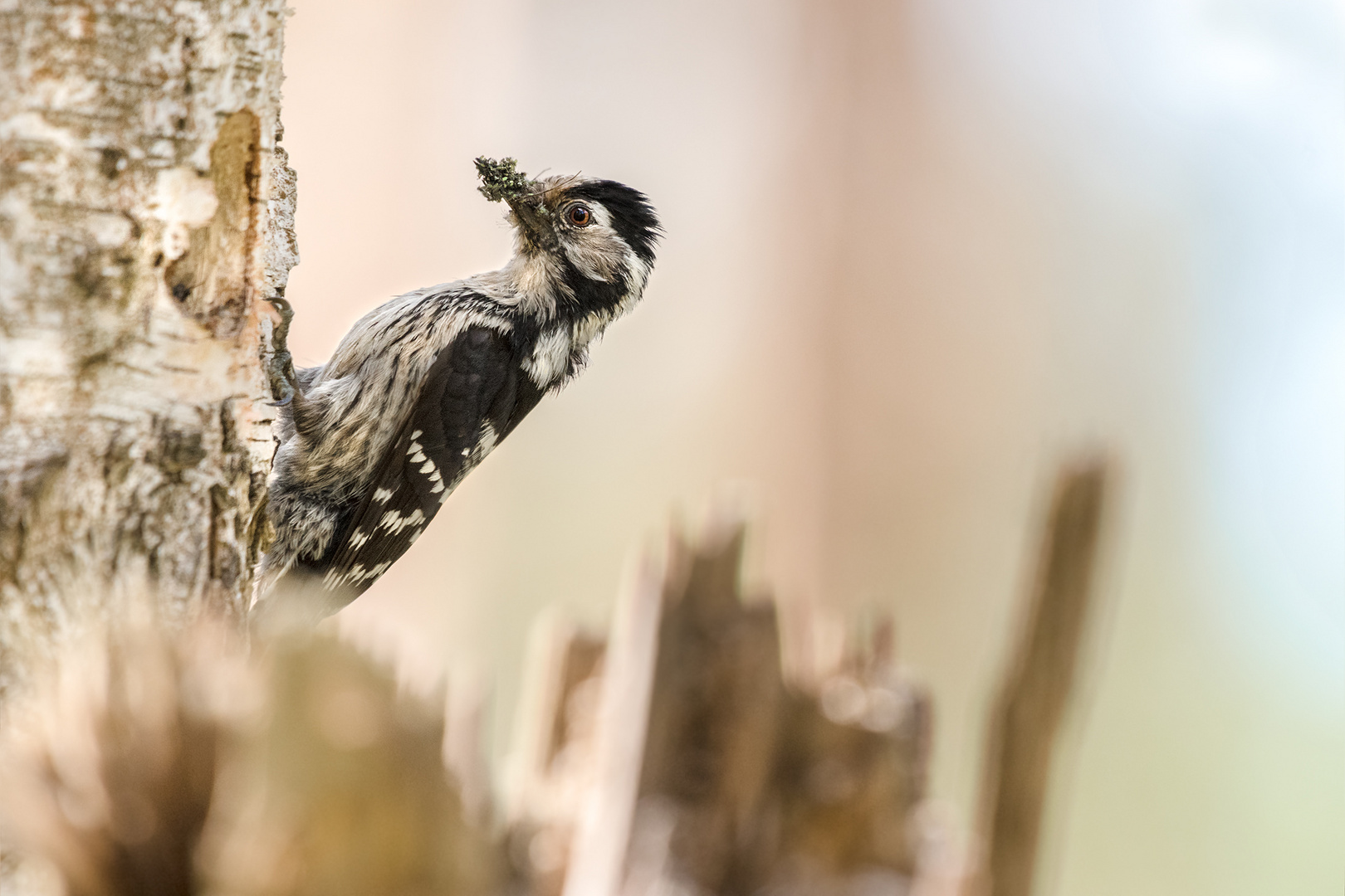 Kleinspecht (Dryobates minor, Syn.: Dendrocopos minor) Foto & Bild ...