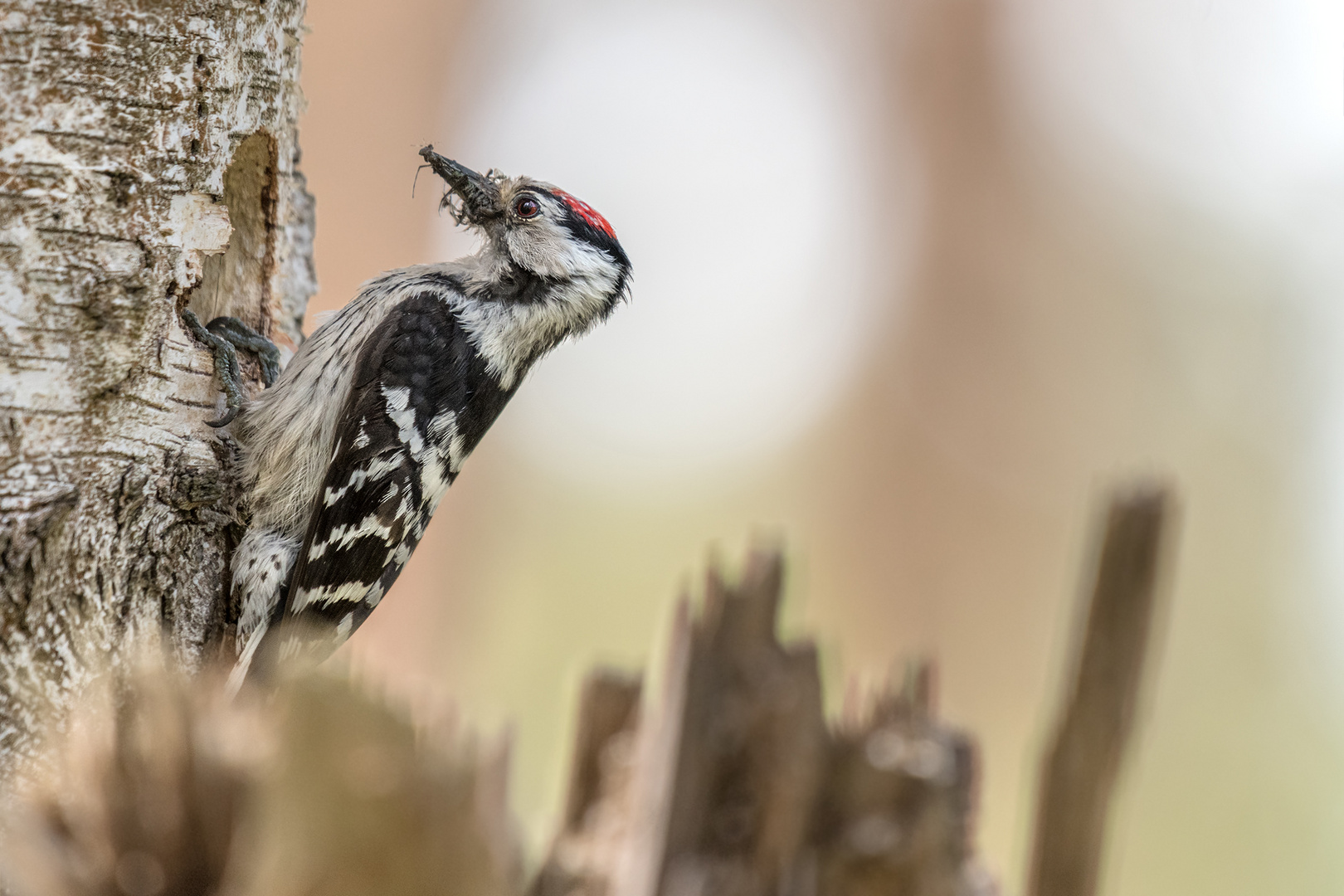 Kleinspecht (Dryobates minor, Syn.: Dendrocopos minor) Foto & Bild ...