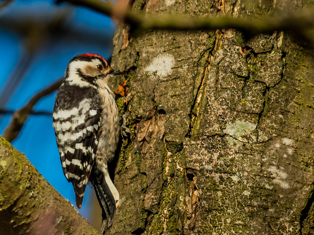 Kleinspecht Foto & Bild | tiere, wildlife, natur Bilder auf fotocommunity