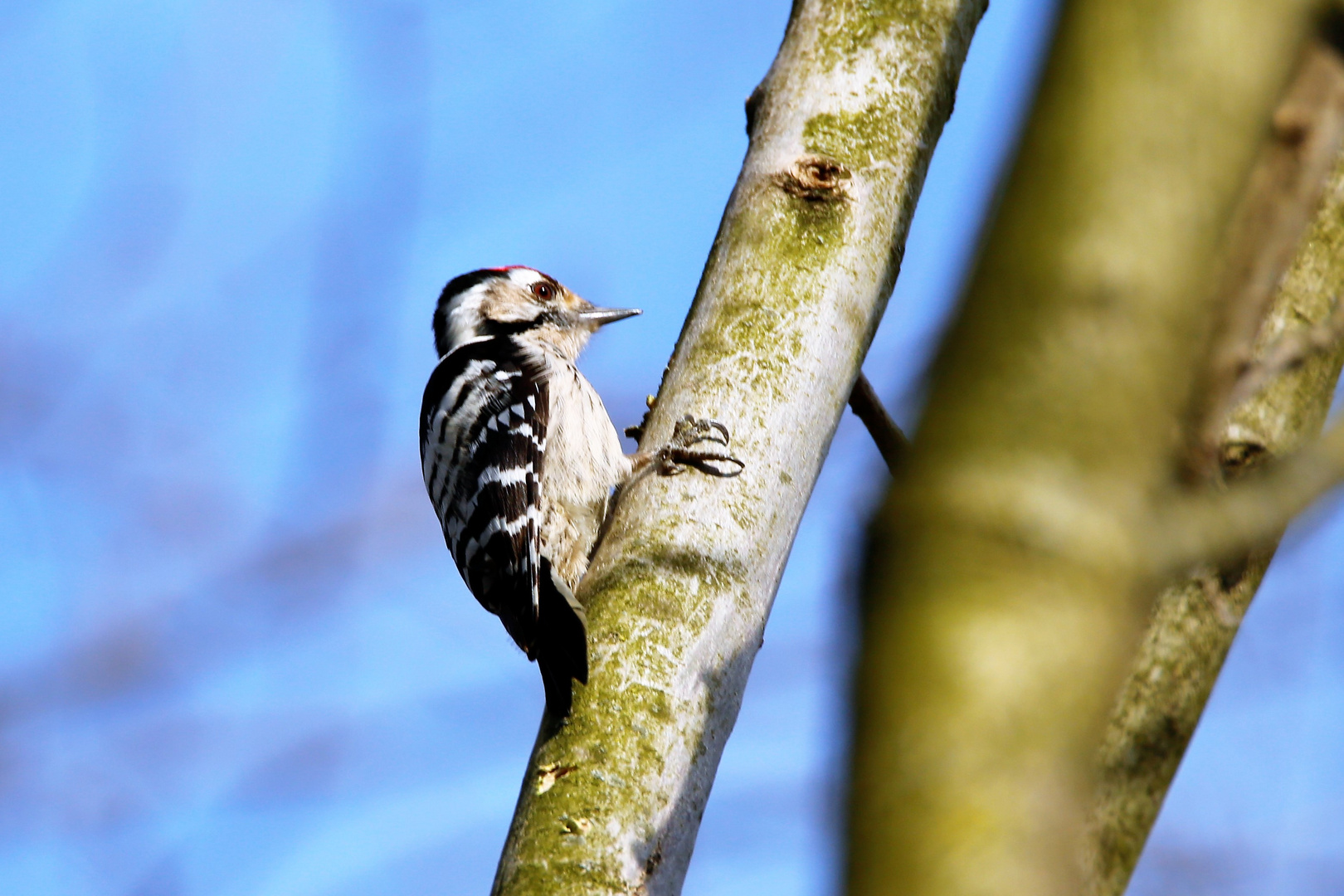 Kleinspecht (m) 2 Foto & Bild | tiere, wildlife, wild lebende vögel ...