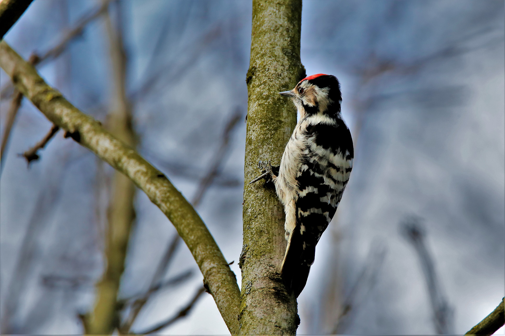 Kleinspecht (m) Foto & Bild | tiere, wildlife, wild lebende vögel ...