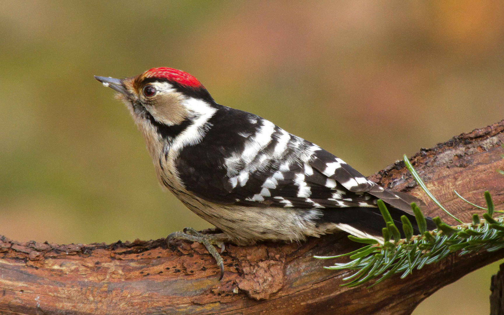 Kleinspecht m am Futterplatz Foto & Bild | tiere, wildlife, wild ...