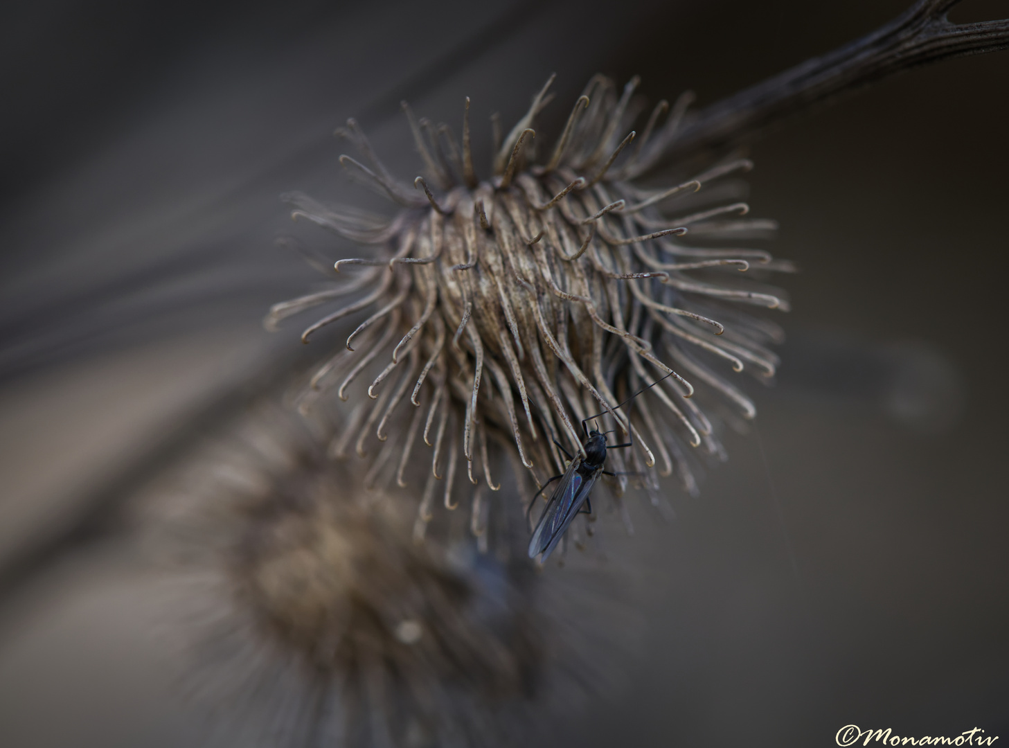 Klette Foto & Bild | tiere, wildlife, insekten Bilder auf fotocommunity