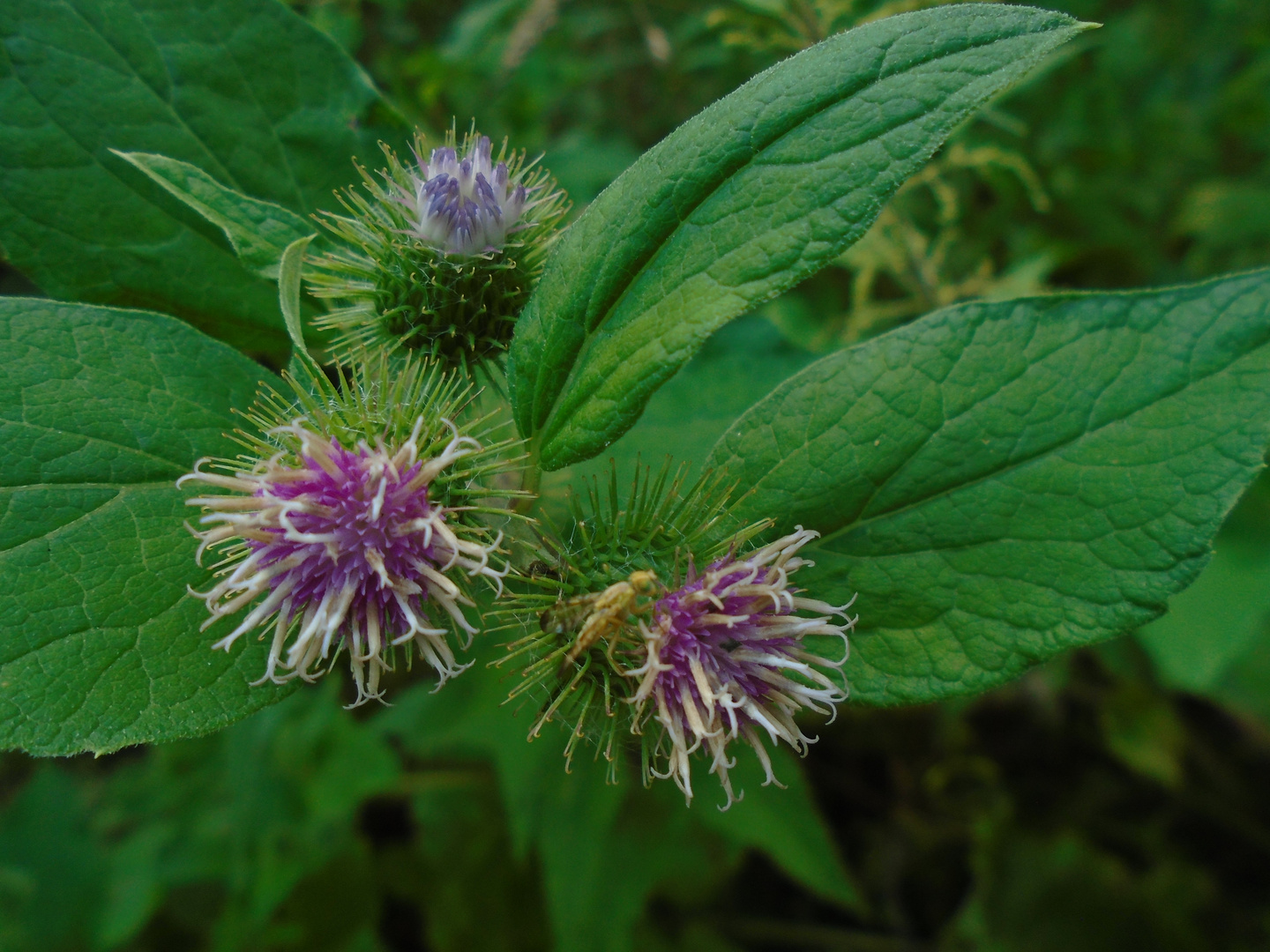 ...Klette... Foto & Bild | stillleben, autos & zweiräder, projekte ...