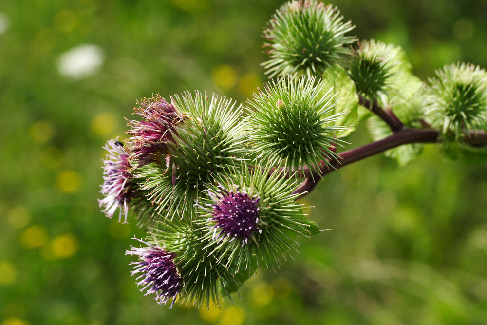 Klette Foto & Bild | pflanzen, pilze & flechten, natur Bilder auf ...