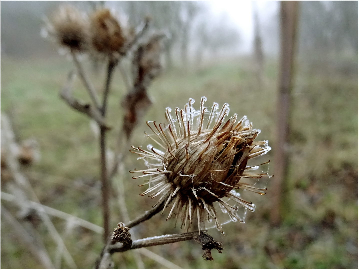 Kletten Foto & Bild | makro, winter, natur Bilder auf fotocommunity