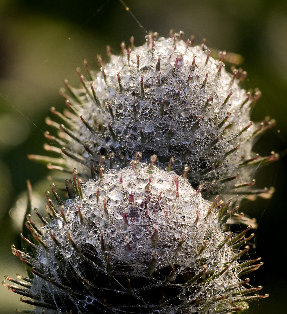 Kletten Foto & Bild | pflanzen, pilze & flechten, blüten ...