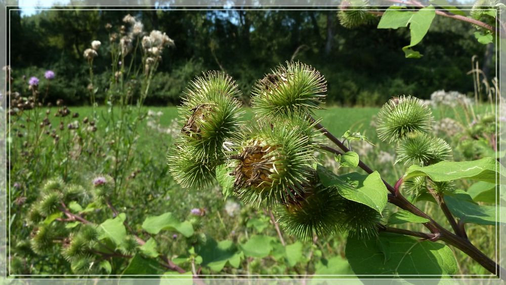 Kletten Foto & Bild | pflanzen, pilze & flechten, sträucher, natur ...