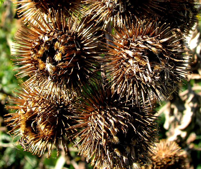 Kletten, mit denen sich ... Foto & Bild | pflanzen, pilze & flechten ...