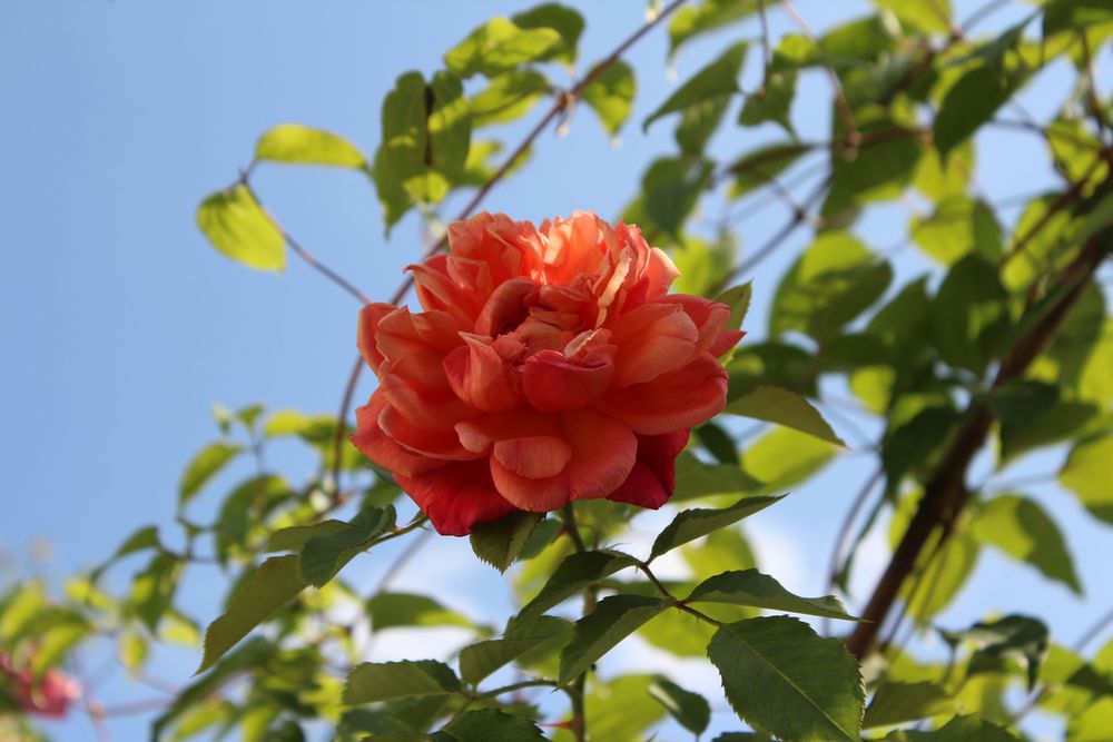 Kletterrose Aloha Foto & Bild | landschaft, natur Bilder auf fotocommunity