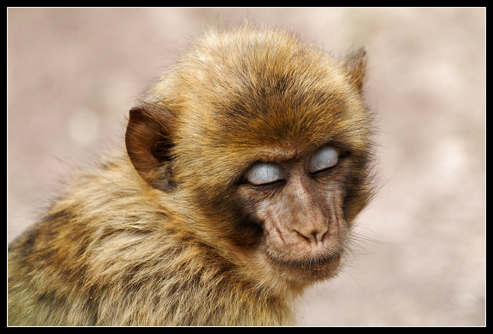 Klimper - klimper ... ich hätte so gerne ... Foto & Bild | tiere, zoo ...