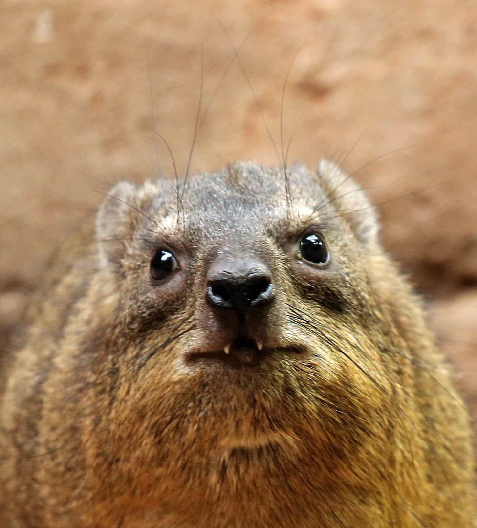 Klippschliefer Foto & Bild | natur, zoo, tiere Bilder auf fotocommunity