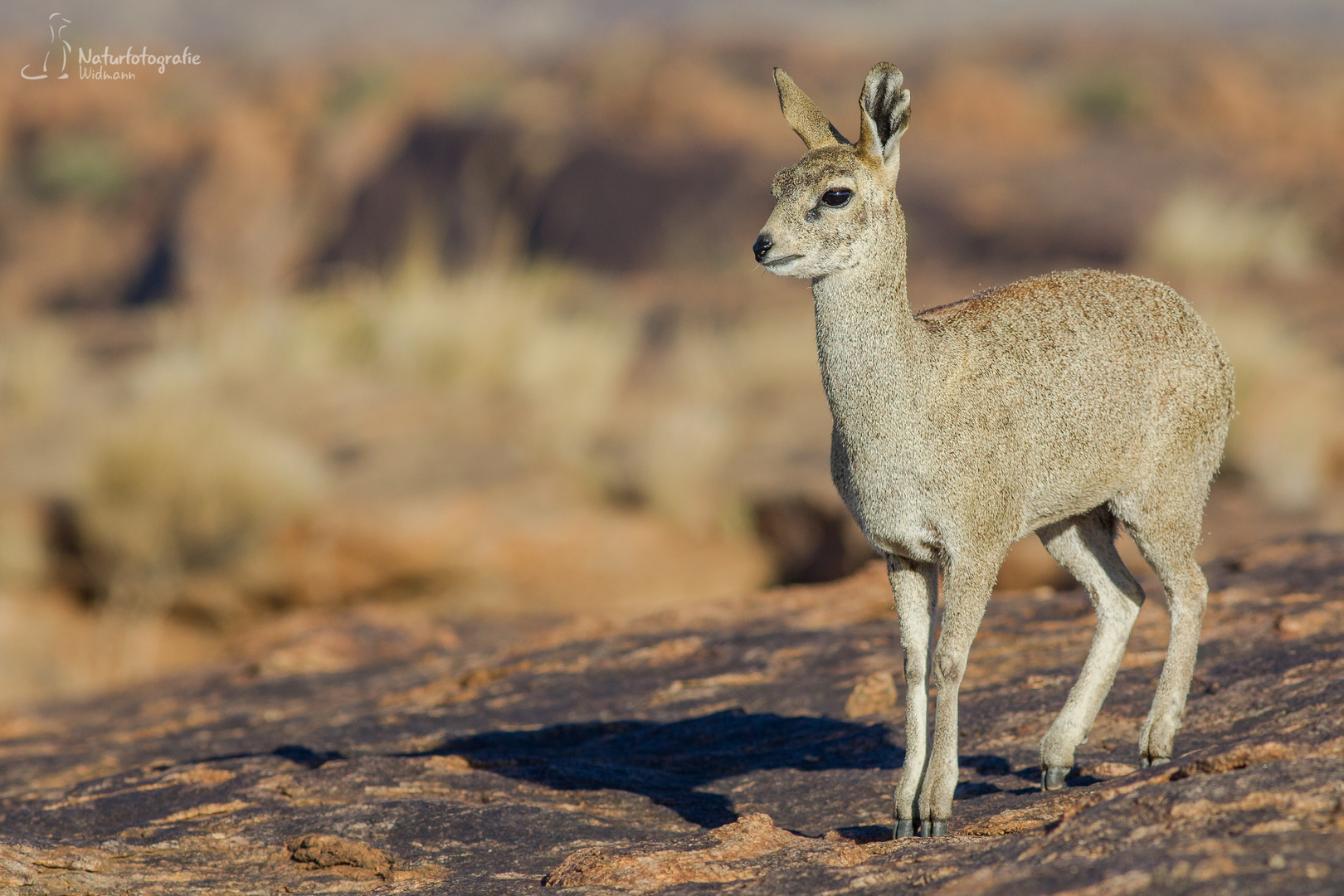 Klippspringer Foto & Bild | tiere, wildlife, säugetiere Bilder auf ...