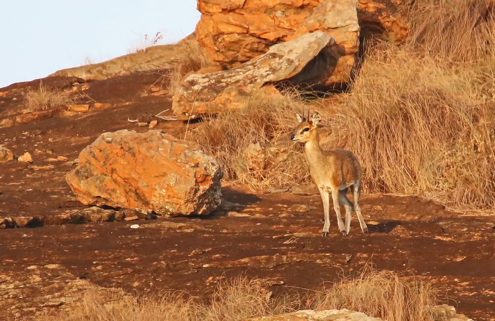 Klippspringer Foto & Bild | natur, paarhufer, afrika Bilder auf ...