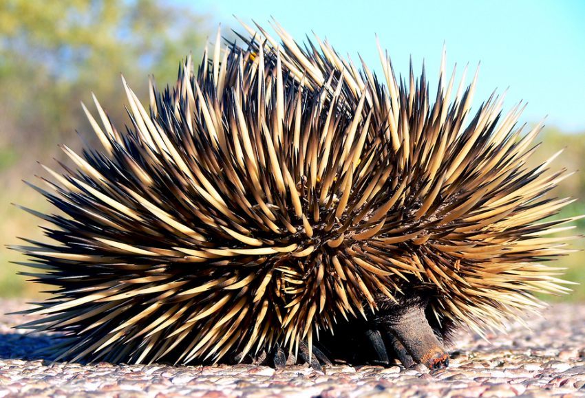 Kloakentier Foto & Bild | australia & oceania, australia, western ...