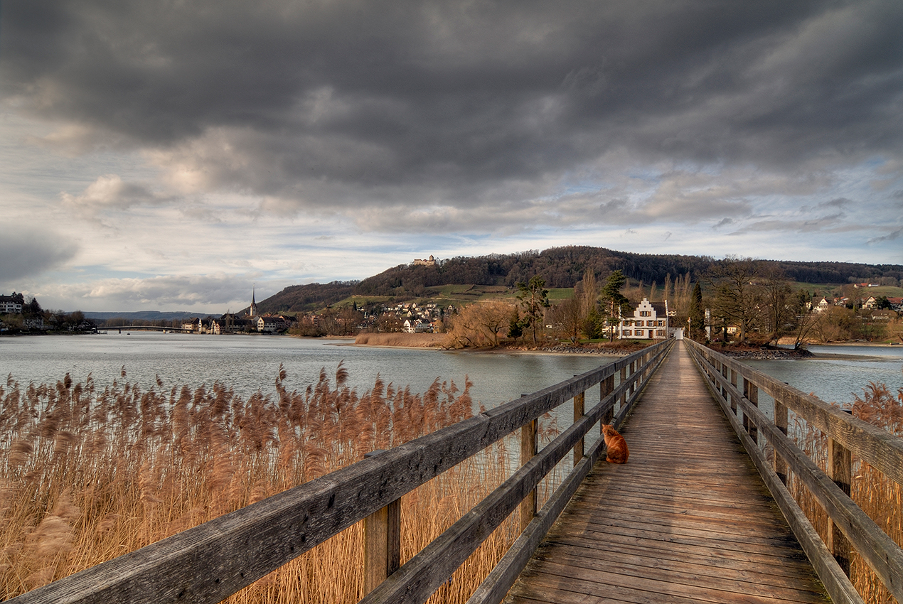 Klosterinsel Werd Foto & Bild | world, rhein, katze Bilder auf ...