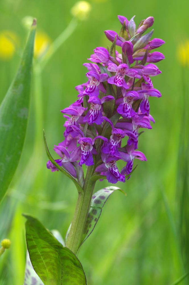 Knabenkraut Foto And Bild Pflanzen Pilze And Flechten Blüten