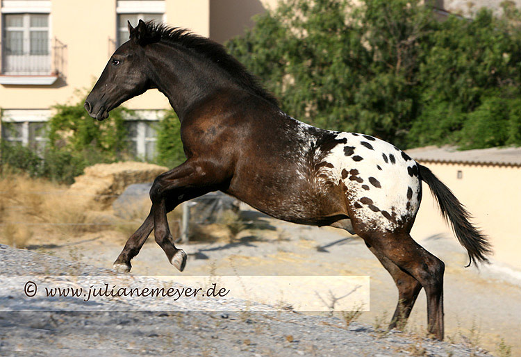 Knabstrupper Foto & Bild | tiere, haustiere, pferde, esel, maultiere ...