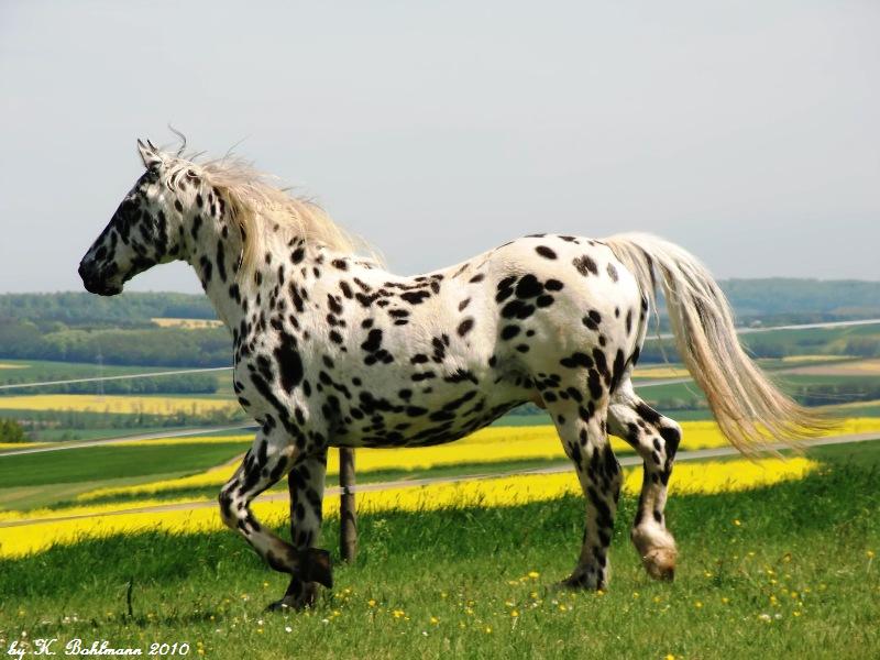 Knabstrupper Foto & Bild | tiere, haustiere, pferde, esel, maultiere ...