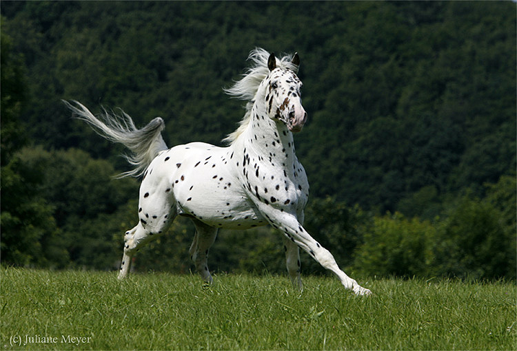 Knabstrupper Hengst Foto & Bild | tiere, haustiere, pferde, esel ...