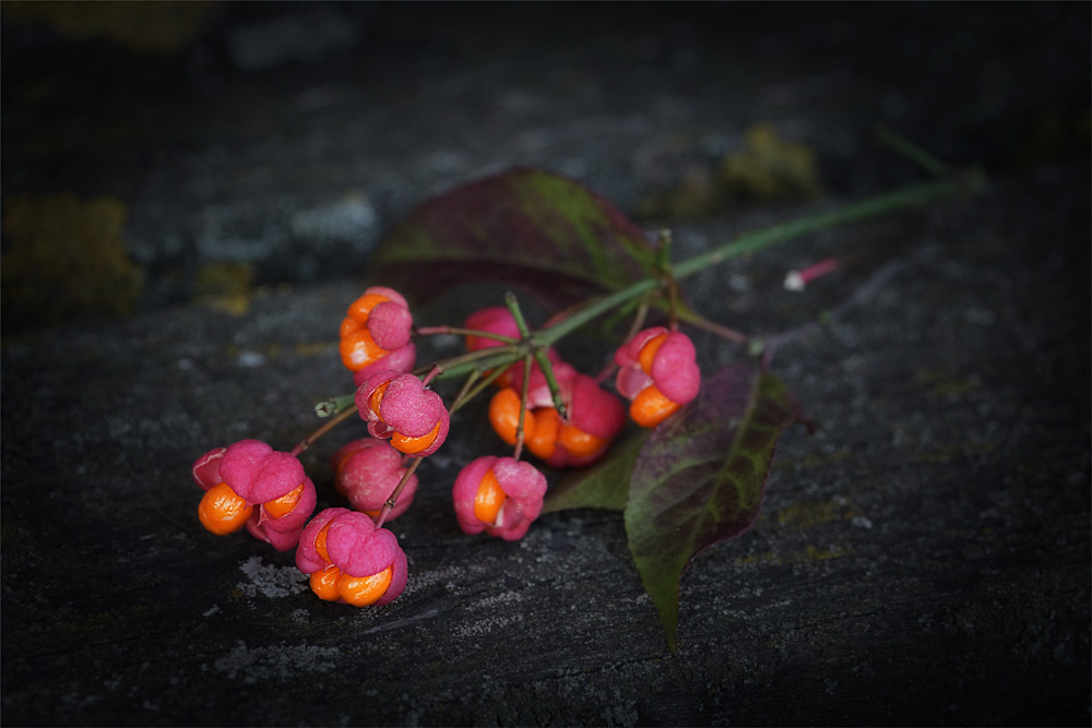 Knallbunt und giftig Foto & Bild | pflanzen, pilze & flechten, früchte ...