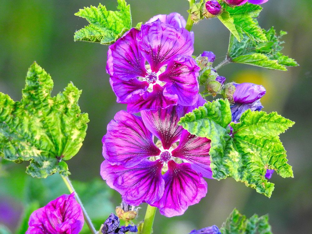 Knallige Malve Foto & Bild | youth, natur, pflanzen Bilder auf ...