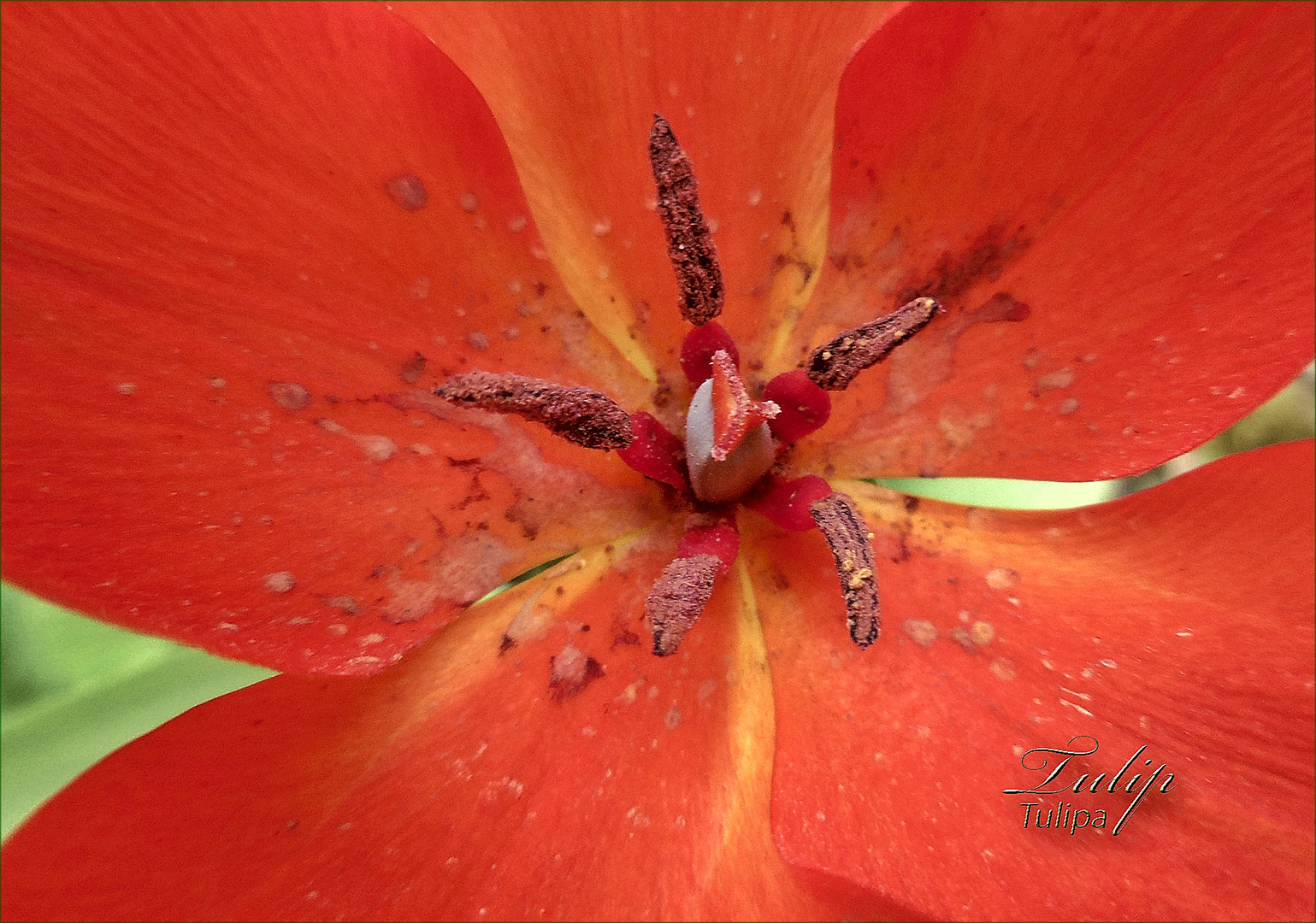 ***knallrot*** Foto & Bild | rot, makro, tulpen Bilder auf fotocommunity