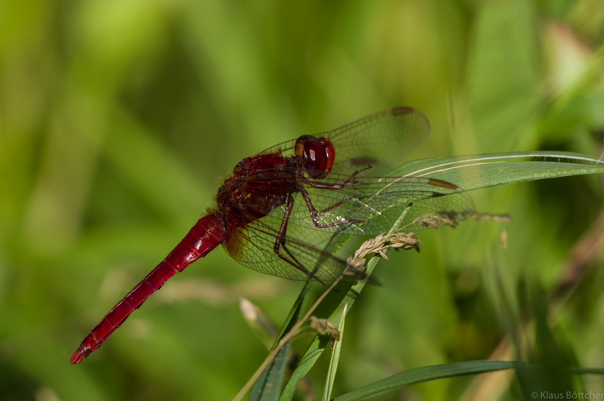 Knallrot... Foto & Bild | tiere, wildlife, libellen Bilder auf ...