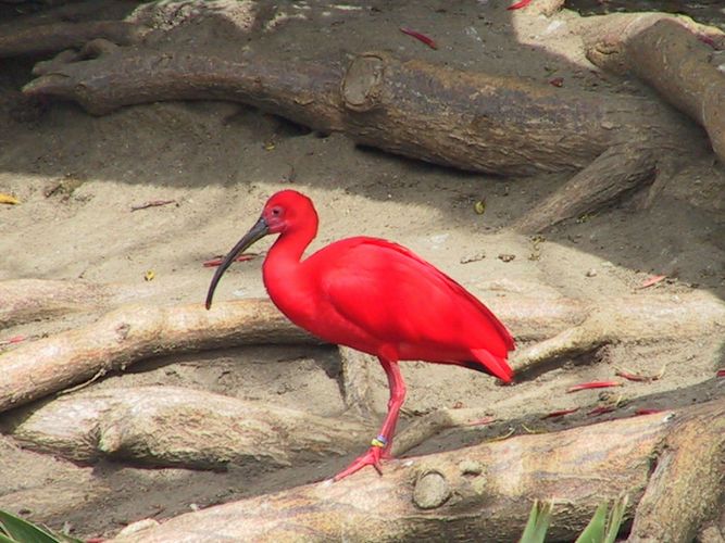 knallrot Foto & Bild | tiere, zoo, wildpark & falknerei, vögel Bilder ...