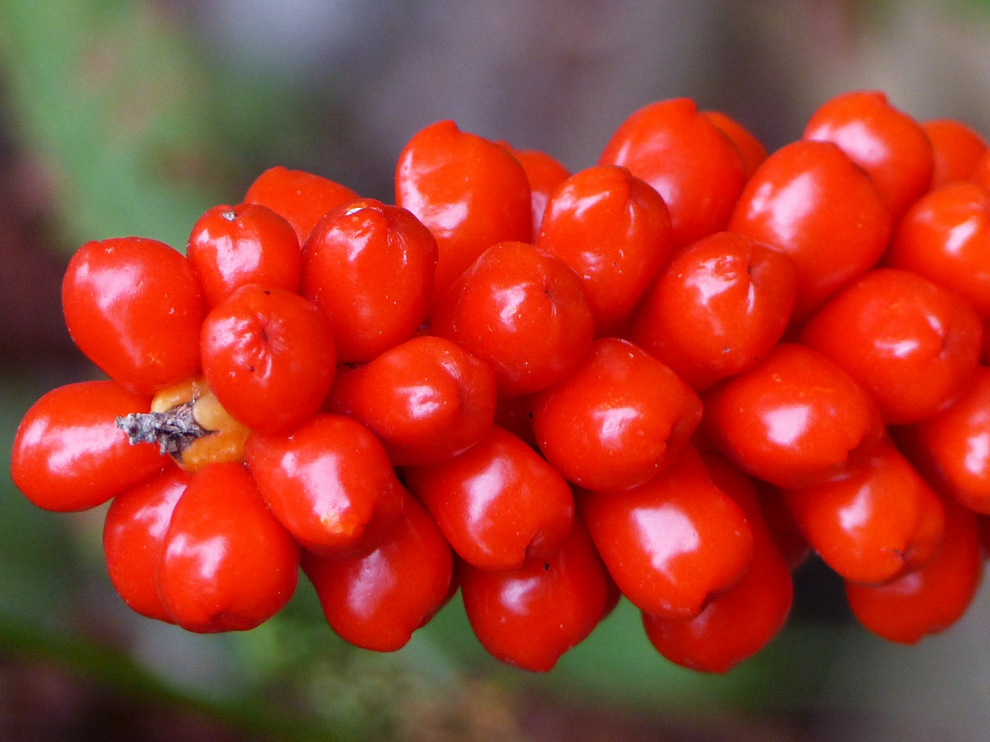 - Knallrot, aber kein Sonnenbrand - Foto & Bild | pflanzen, pilze ...