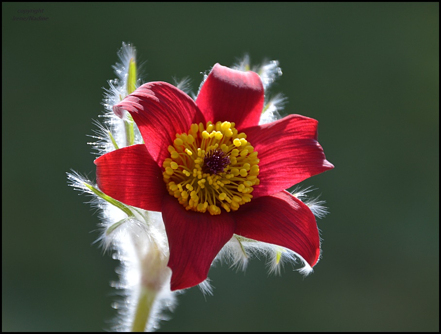 KNALLROT !!! Foto & Bild | rot, frühling, weiß Bilder auf fotocommunity