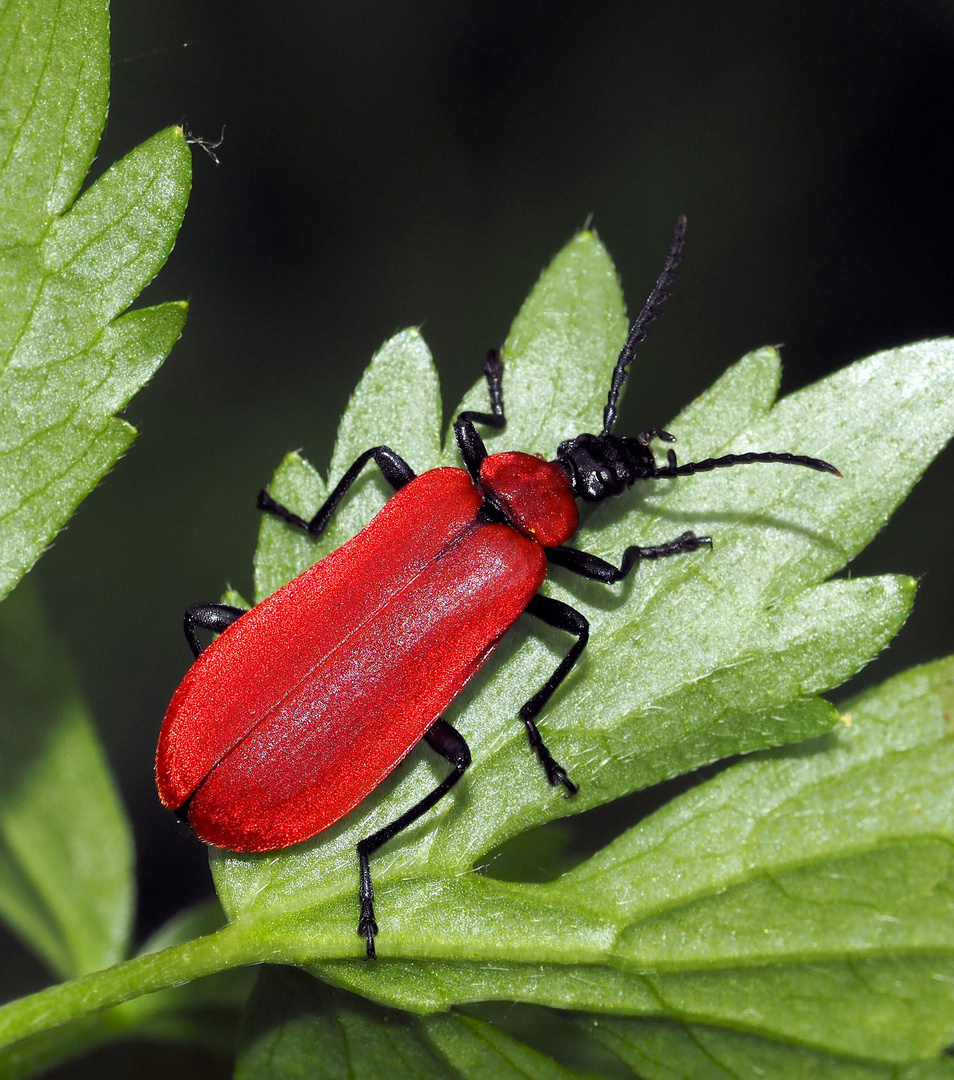 Knallrot.... Foto & Bild | fotos, natur, insekt Bilder auf fotocommunity