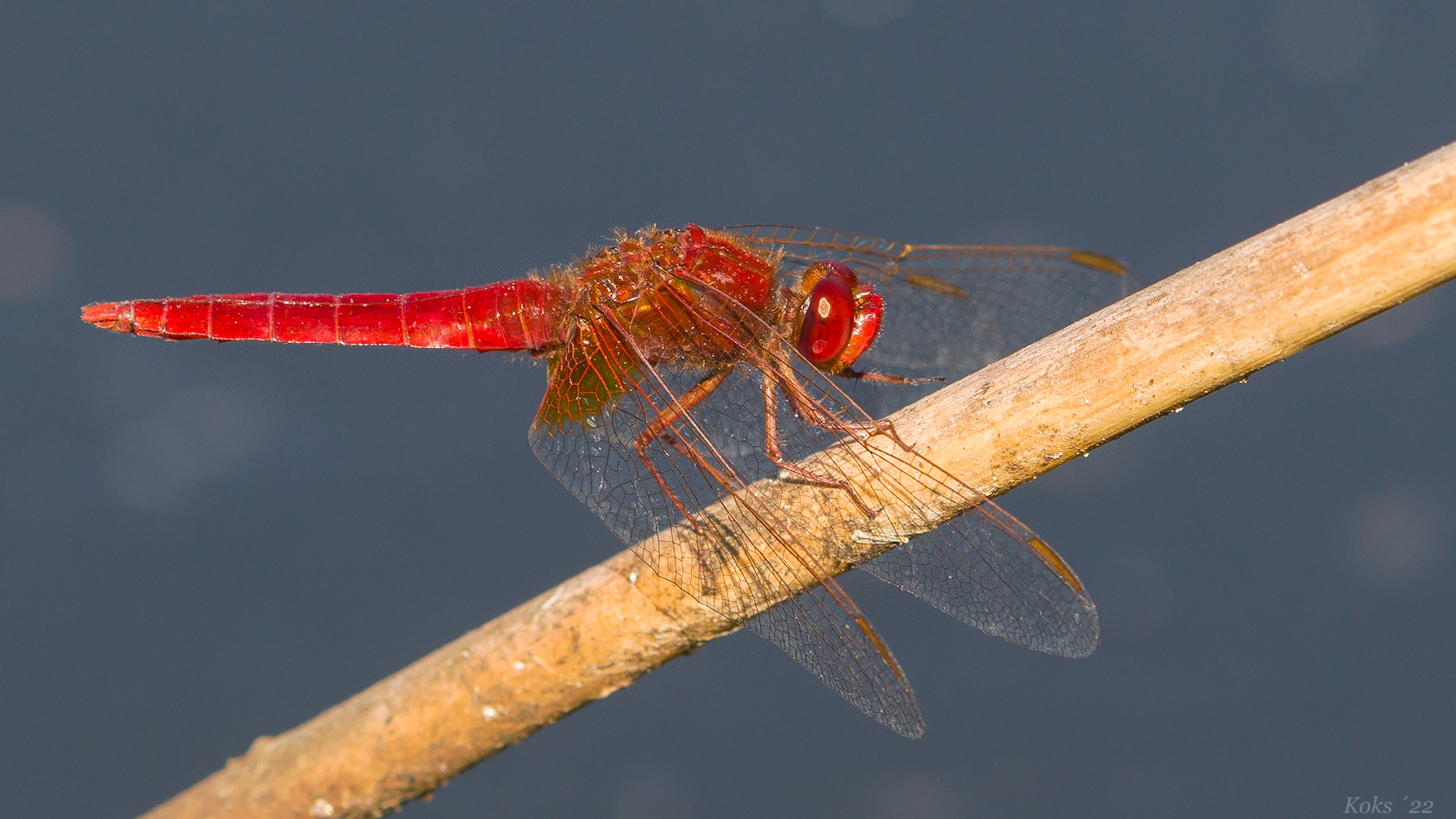 Knallrot Foto & Bild | tiere, wildlife, libellen Bilder auf fotocommunity