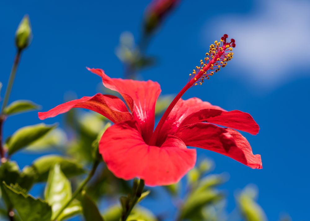 KNALLROT Foto & Bild | rot, grün, himmel Bilder auf fotocommunity