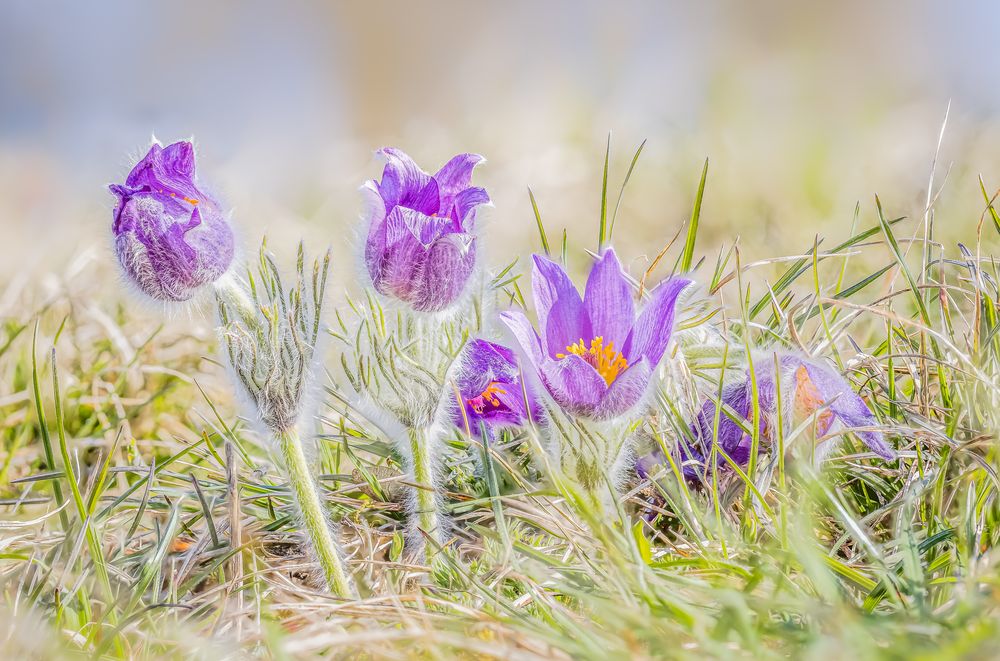 knapp, knapper... Foto & Bild | spezial, natur, frühblüher Bilder auf ...