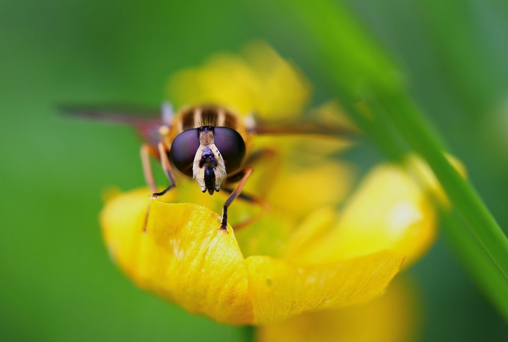 Knappe Schärfe Foto & Bild | tiere, wildlife, insekten Bilder auf ...